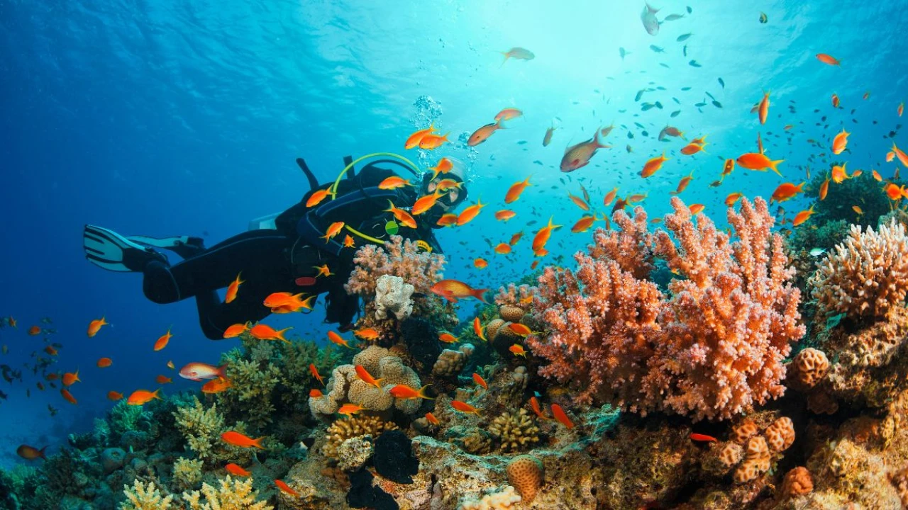 Exploring the Coral Reefs of the Andamans | Tour Package